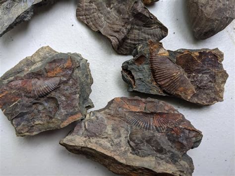 Psbattle Fossilized Shells R Photoshopbattles