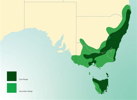 Swift Parrot Search Paradigm Swift Birdlife Australia Swift Parrot Search Paradigm Swift Birdlife Australia
