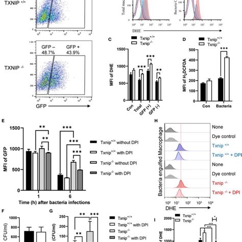 Thioredoxin Interacting Protein Txnip Regulates The Level Of Download Scientific Diagram