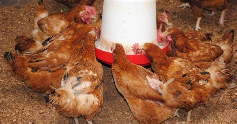 Eastern Grade Farm Ufugaji Kuku Wa Kienyeji