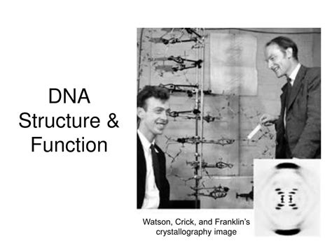 PPT DNA Structure Function PowerPoint Presentation Free Download ID