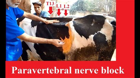 Technique Of Paravertebral Nerve Block In Cattle Youtube