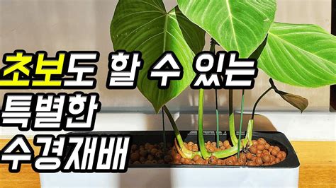 다이소 흙으로 할 수 있는 특별한 수경재배 방법 Youtube