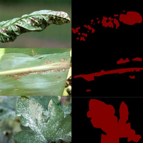 Leaf Disease Segmentation Using Pytorch Deeplabv3