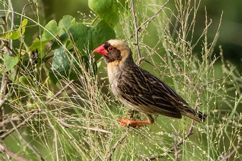 African Bird Club