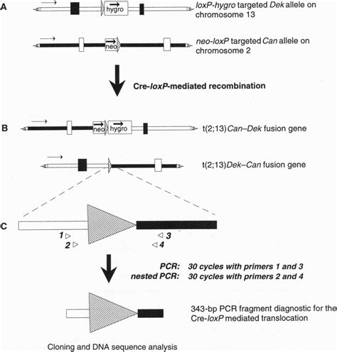 Strategy For Cre Loxp Mediated T 2 13 Generating A Dek Can Fusion