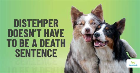 Distemper In Dogs Is It A Death Sentence Dogs Naturally