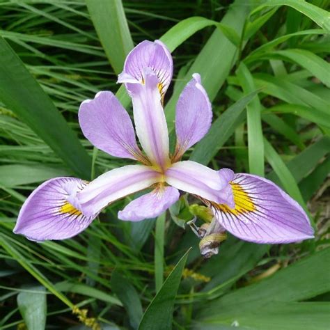 Blue Flag Iris Water