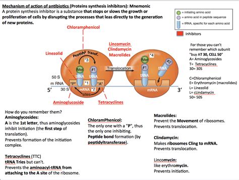 Which Antibiotics Can Cause C Diff Which Antibiotics Can Cause C Diff Understanding The Risks