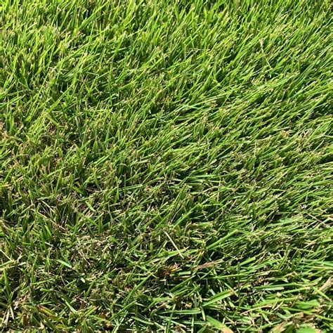 Zoysia Grass Types Buy Zoysia Grass In Texas And Louisiana The Grass Store
