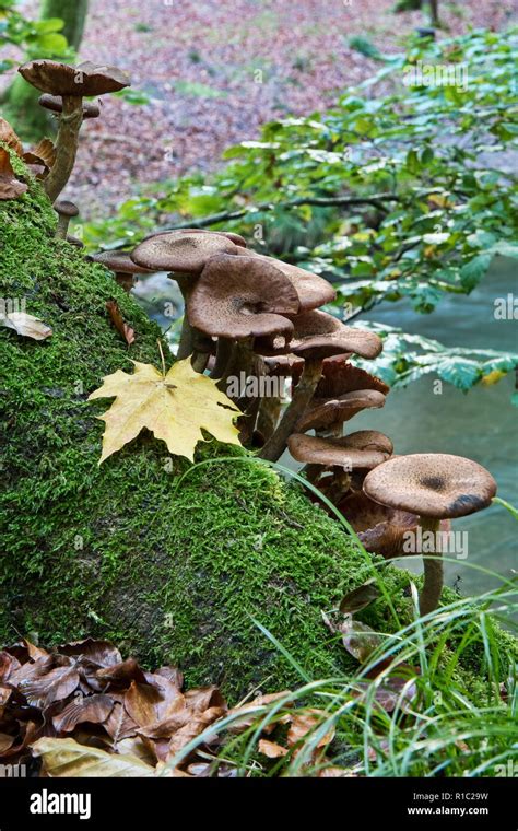 Fungus On An Old Stump Of Tree Stock Photo Alamy