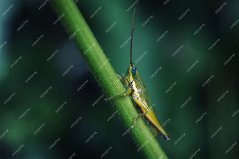 Premium Photo Macro Grasshopper Inside A Forest