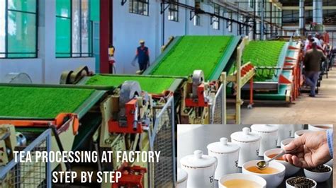 Tea Smallholder Factories Plc At Howard Franklin Blog
