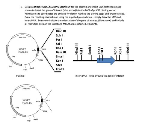 Solved Design A Directional Cloning Strategy For The Plasmid