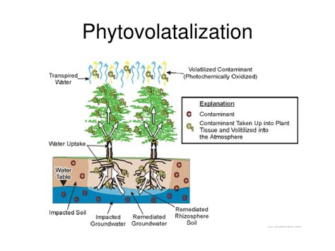 Ppt Introduction To Phytoremediation Powerpoint Presentation Free Download Id 200106