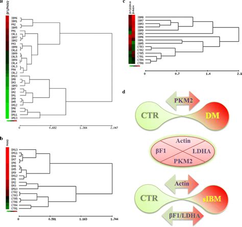 Hierarchical Clustering Analyses Of The Biopsies Using The Expression
