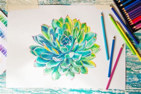 Sketching Succulents A Step By Step Tutorial