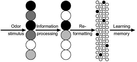 5 Processing Levels In The Antennal Lobe Al Schematic Diagram Of The Download Scientific