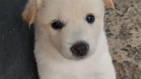 장난치는 시고르자브종 강아지 Youtube