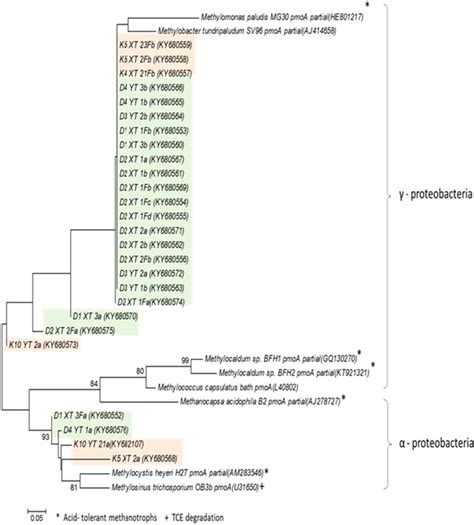 Phylogenetic Tree Based On Pmoa The Bootstrap Consensus Tree Inferred