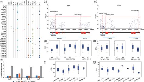 Allelic Loci Within Photosynthetic Genes Across The Coexpression Download Scientific Diagram