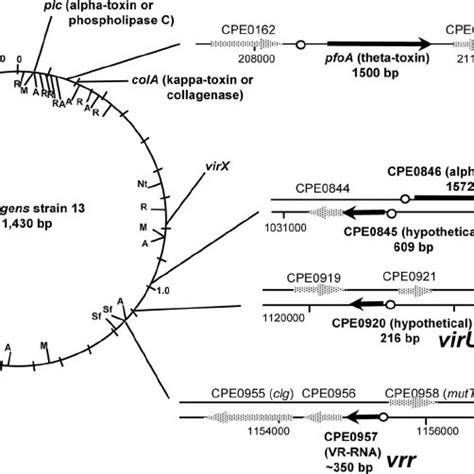 Perfringolysin O Activities Of Various C Perfringens Strains Download Table