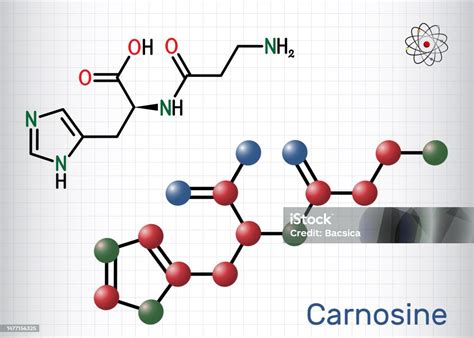 카르노 신 디 펩타이드 분자 그것은 항 경련제 항산화 제 항 종양 제 인간 대사 산물입니다 구조 화학식 분자 모델 새장에 종이 한 장 0명에 대한 스톡 벡터 아트 및 기타