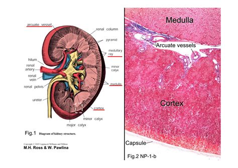 Renal Capsule Tissue Type