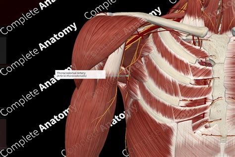 Thoracodorsal Artery Complete Anatomy