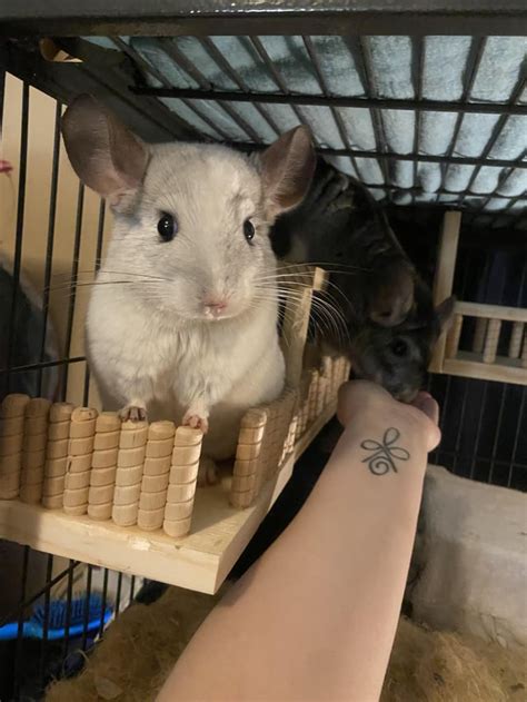 Is One Of My Chinchillas Not The Sex I Thought Are They Fighting