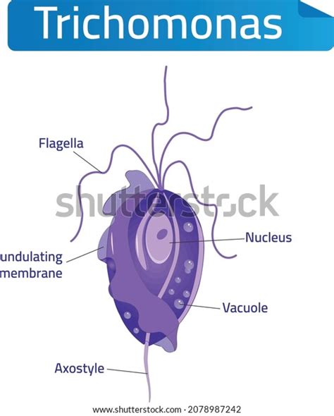 38 Trichomonas Vaginalis Stock Vectors Images And Vector Art Shutterstock