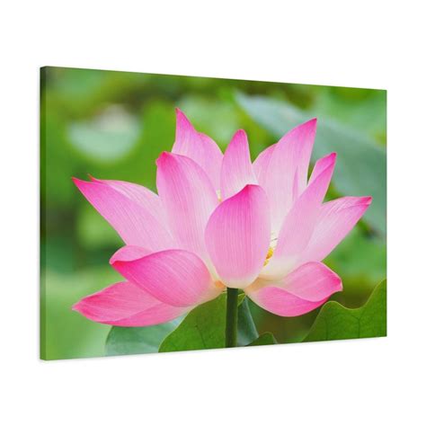 Pink Lotus Flower Canvas Print Interior Wall Art Decoration For Home