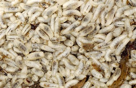Maggots Stock Image Z3400630 Science Photo Library