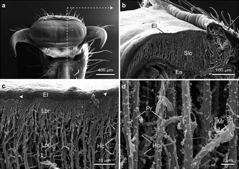 Sem Images Showing The Arolium Of G Portentosa Metatarsus The