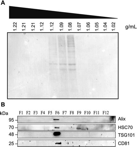 Immunoblot Analysis Of Optiprep Density Gradient Purified Fractions Download Scientific
