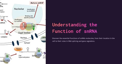 Understanding The Function Of Snrna