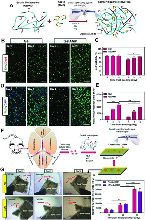 A Synthesis And The Photocrosslinking Process Of The Bioadhesive