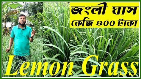লেমন গ্রাস জংলি ঘাস লেমন গ্রাস চাাঁষ পদ্ধতি।krishi O Krishok Youtube