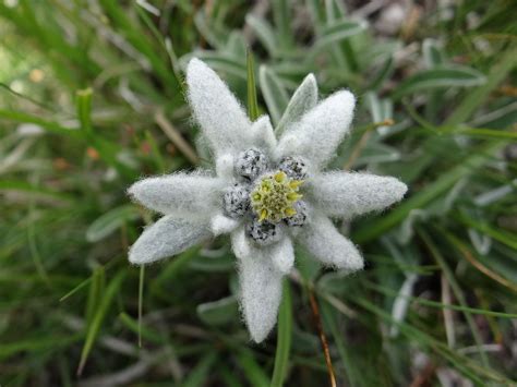 Fleur Des Montagnes Edelweiss