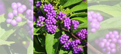 Красивоплодник купить в Краснодаре | Товары для дома и дачи | Авито