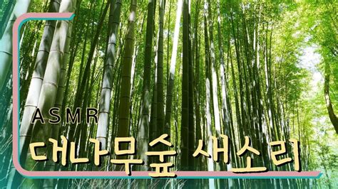 Asmr 대나무숲 새소리 백색소음 수면 명상 공부집중자연소리 숲소리 깨끗한 자연소리 매일밤 평화롭고 깊은 잠을 즐겨보세요 Youtube
