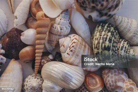 조개 배경입니다 다른 조개 함께 쌓여의 많은입니다 조개 컬렉션입니다 질감과 디자인에 대 한 배경으로 많은 다른 조개의 근접 촬영 보기 조개 껍데기에 대한 스톡 사진 및 기타