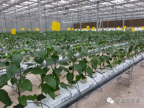 园艺设施 园艺设施学 园艺设施类型 大山谷图库