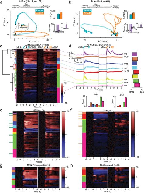 Clustering Neural Responses To Stimuli Exhibit More Varied Response