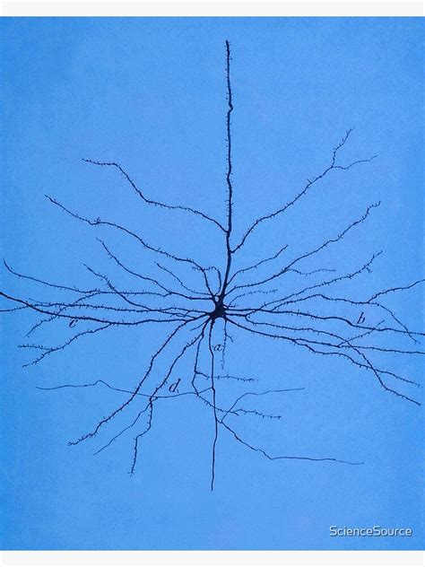 Pyramidal Cell In Cerebral Cortex Cajal Poster For Sale By ScienceSource Redbubble