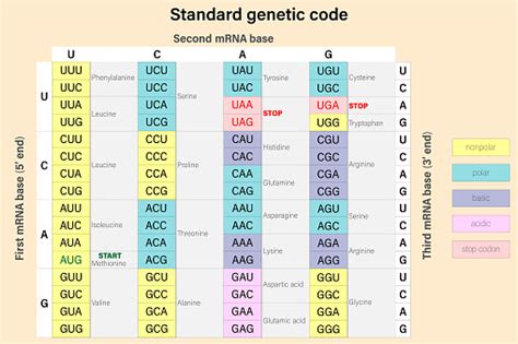 Genetic Code The Three Bases Of An Mrna Codon Amino Acid Sequence Stock