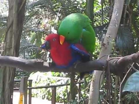 Parrots Having Sex Youtube