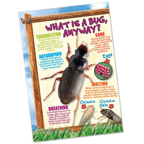 Smartlab Bug Playground Daves Deals