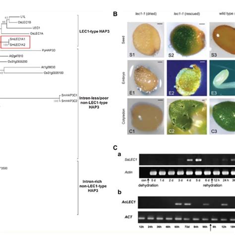 Lec1 Like Gene Sequence Identification Functional Complementation And