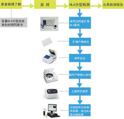 Hla分型检测 银丰生物集团 奉献医疗科技 保障人类健康